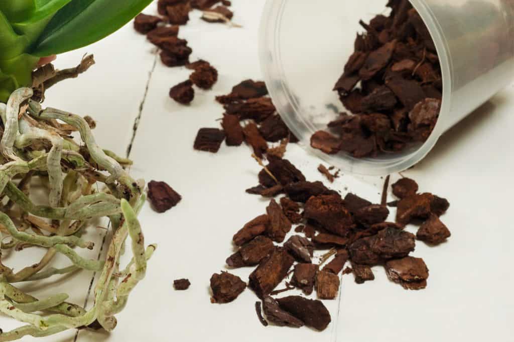 Jewel Orchid Plant Care & Growing Guide | Plantly