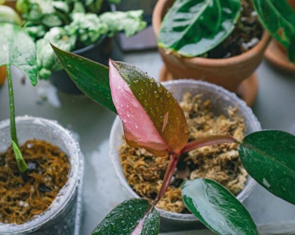 What is Plant Variegation How Does it Happen? | Plantly