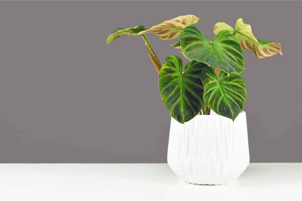Philodendron Splendid Plant Care | Plantly
