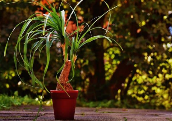 Elephant's foot Plant Care Guide | Plantly