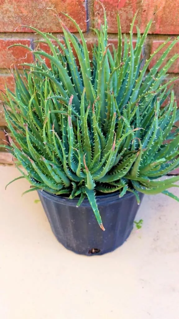 Lace Aloe Aristaloe aristata Ships Free | Plantly