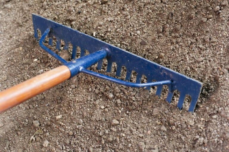 Kurapia Grass Care & Growing Guide | Plantly