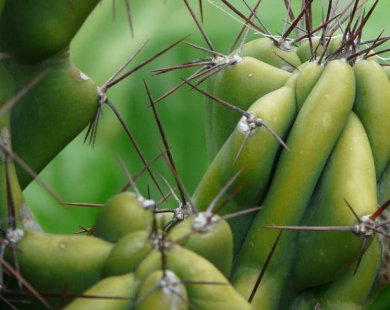 Ultimate Guide & Care For Cereus Cactus Plant | Plantly