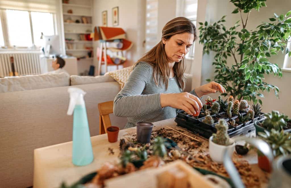 How to Make Your Cactus Soil? | Plantly