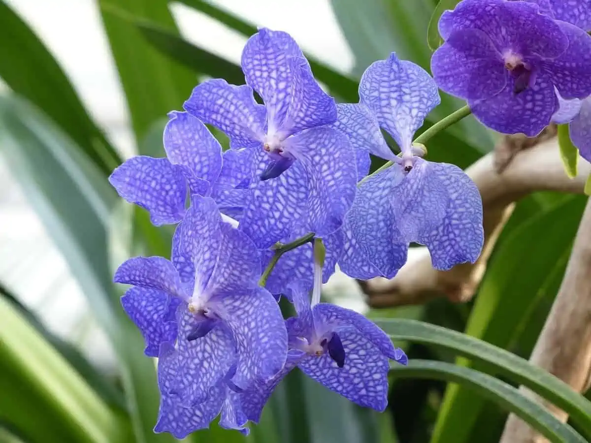 Vanda Orchid Plant Care | Vanda Coerulea | Plantly