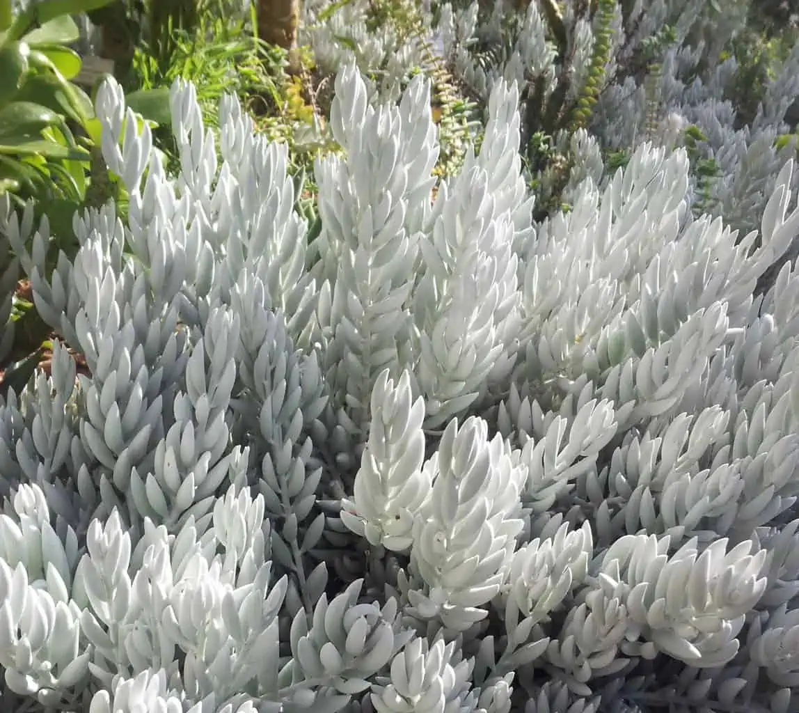 How To Take Care Senecio haworthii Cocoon plant | Plantly