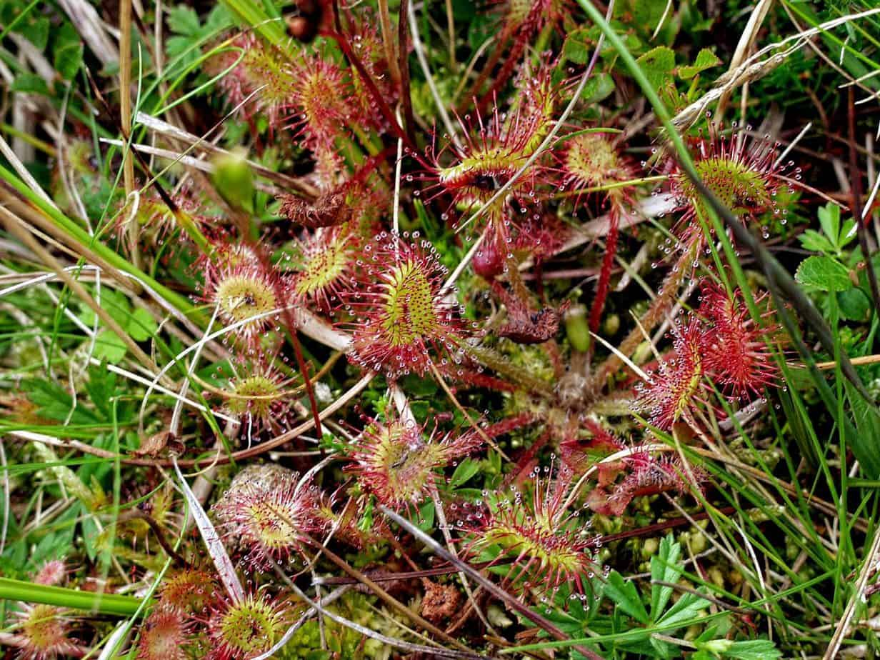 Sundew Plant Complete Care | Plantly