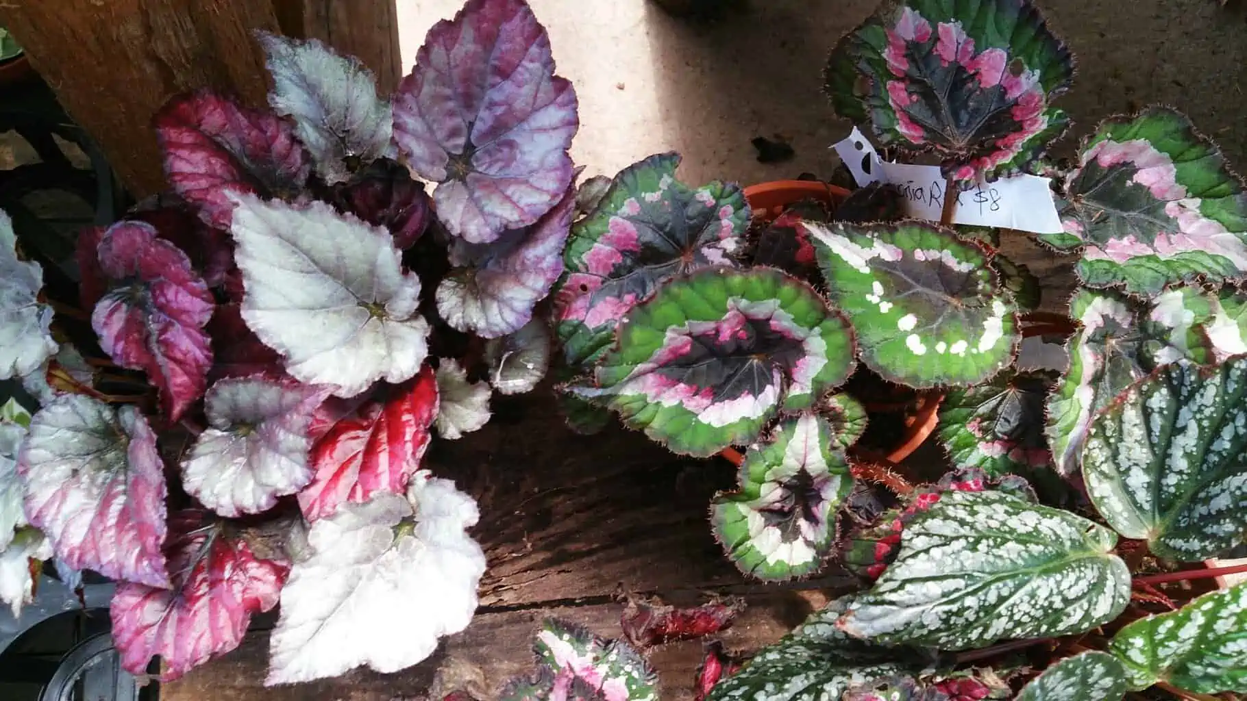 Rex Begonia Plant: Complete Care and Growing Guide | Plantly