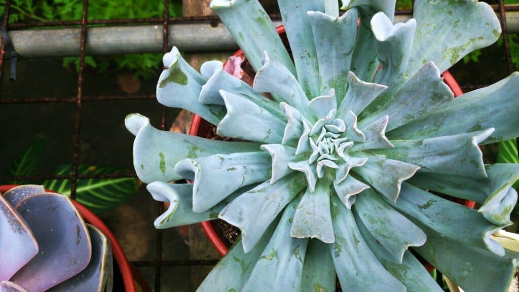 Topsy Turvy Plant Care | Plantly