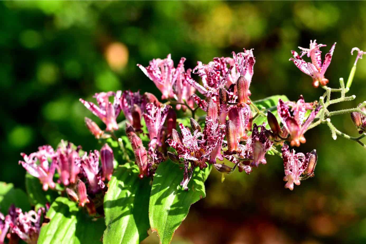 Toad Lily Plant Care Guide | Plantly