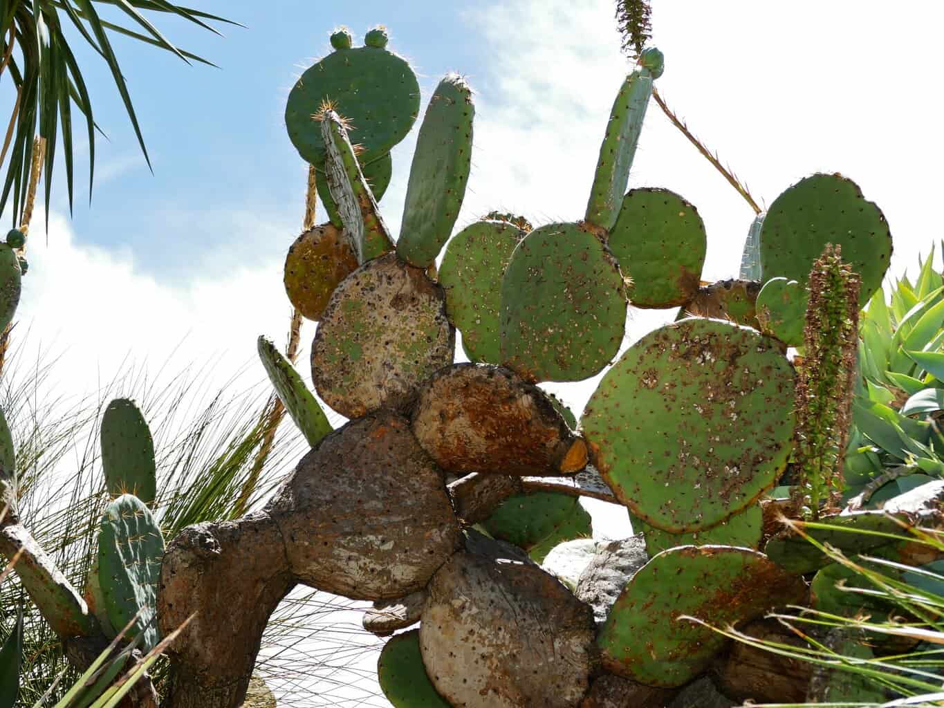 Bunny Ears Cactus Plant Care Guide | Plantly