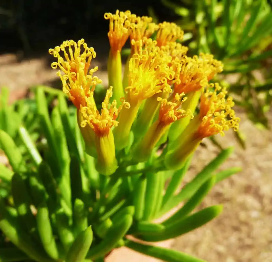 How To Care for Succulent Bush Senecio | Plantly