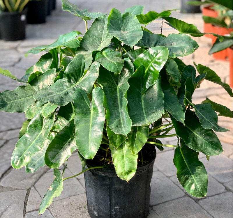 Philodendron Burle Marx: Where to Buy, Guide And Care Tips