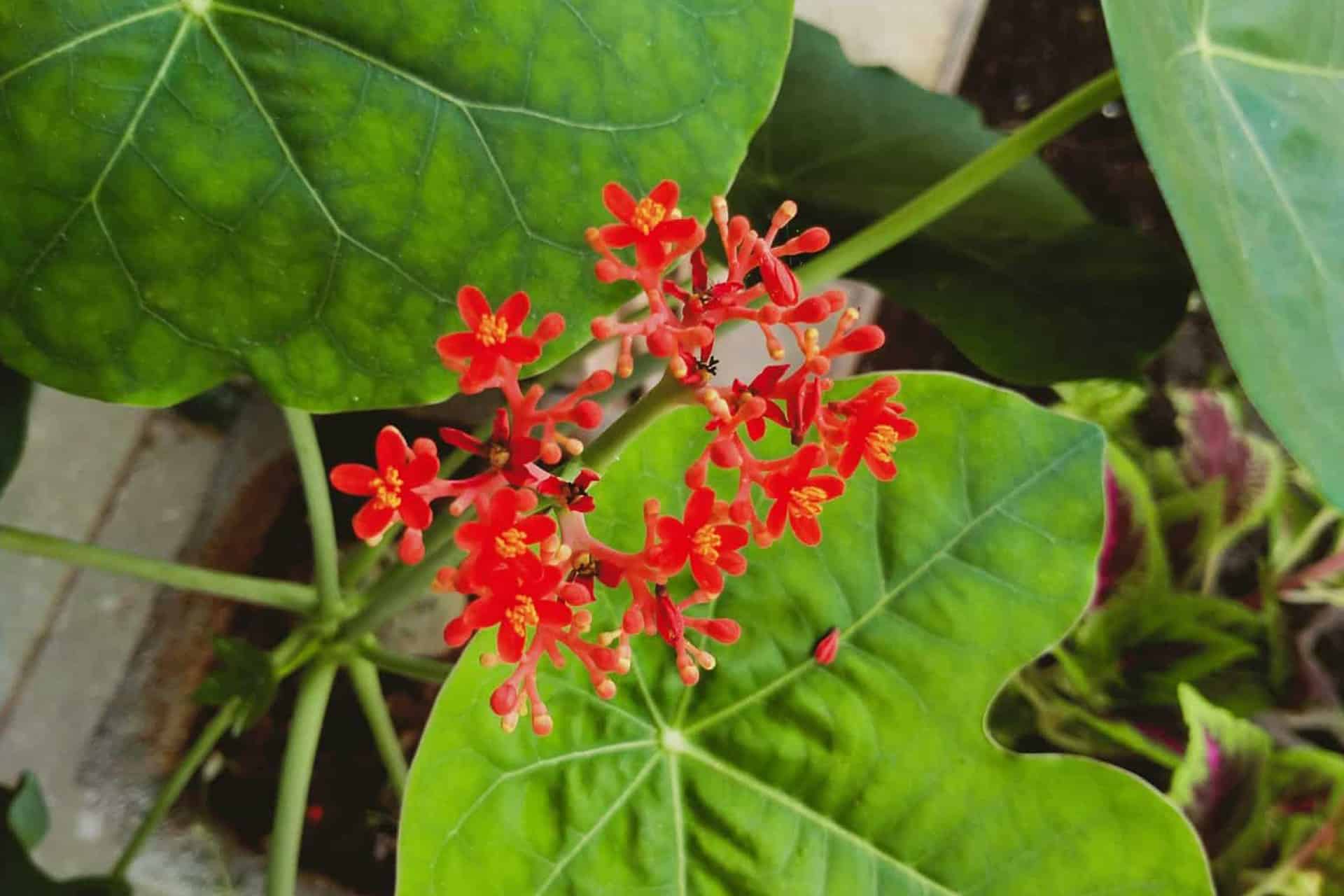 Top 3 Most Expensive Plants to Sell in the World | Plantly