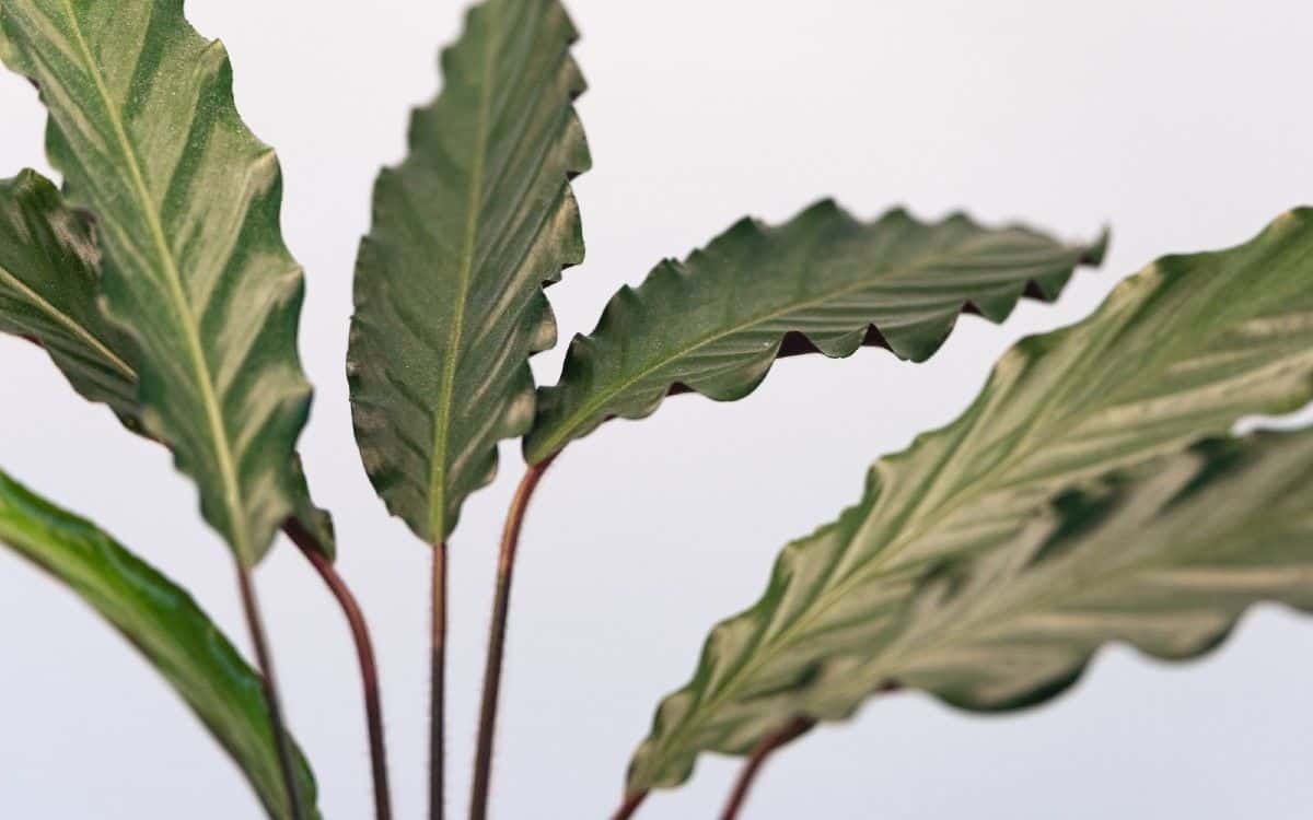 Calathea Rufibarba Plant Care Guide | Velvet Calathea Ultimat Care Guide