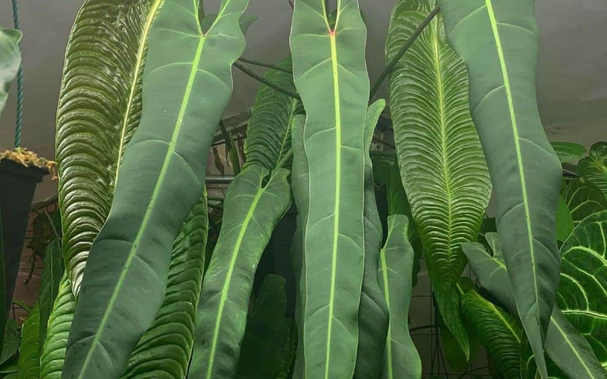 Philodendron Spiritus Sancti Plant Care Guide | Plantly