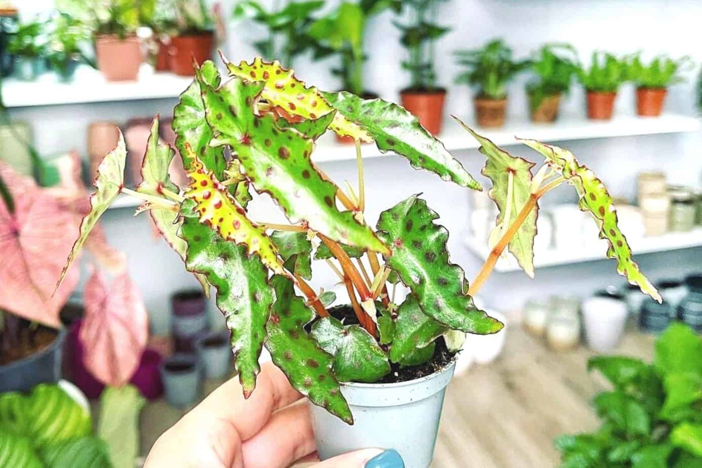 Begonia Amphioxus Plant Care & Ultimate Growing Guide