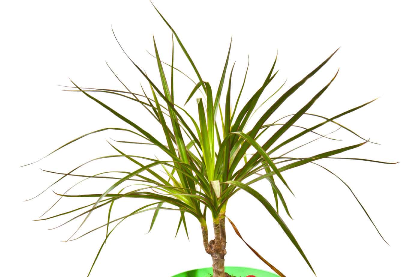 Dracaena Draco Plant Care | Plantly