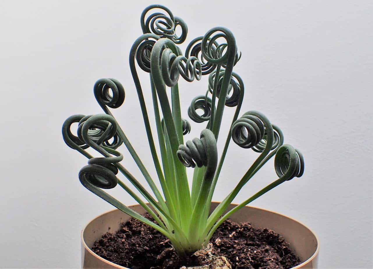 Albuca Spiralis Plant Care & Ultimate Growing Guide