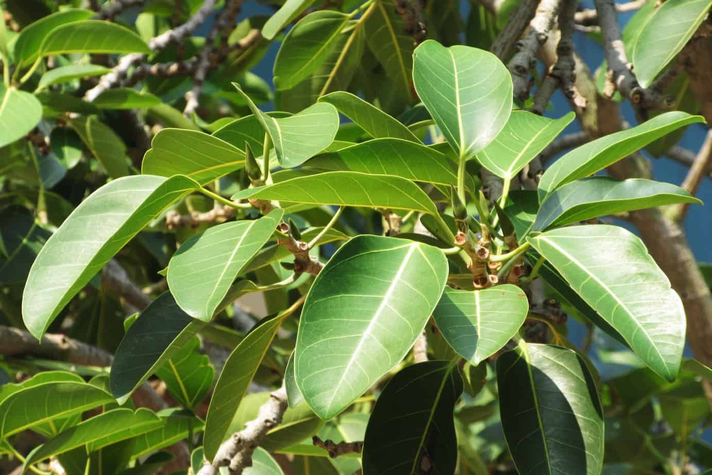 Ficus Altissima Plant Care & Ultimate Care Guide