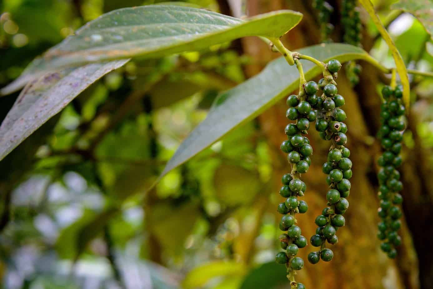 Peppercorn Plant