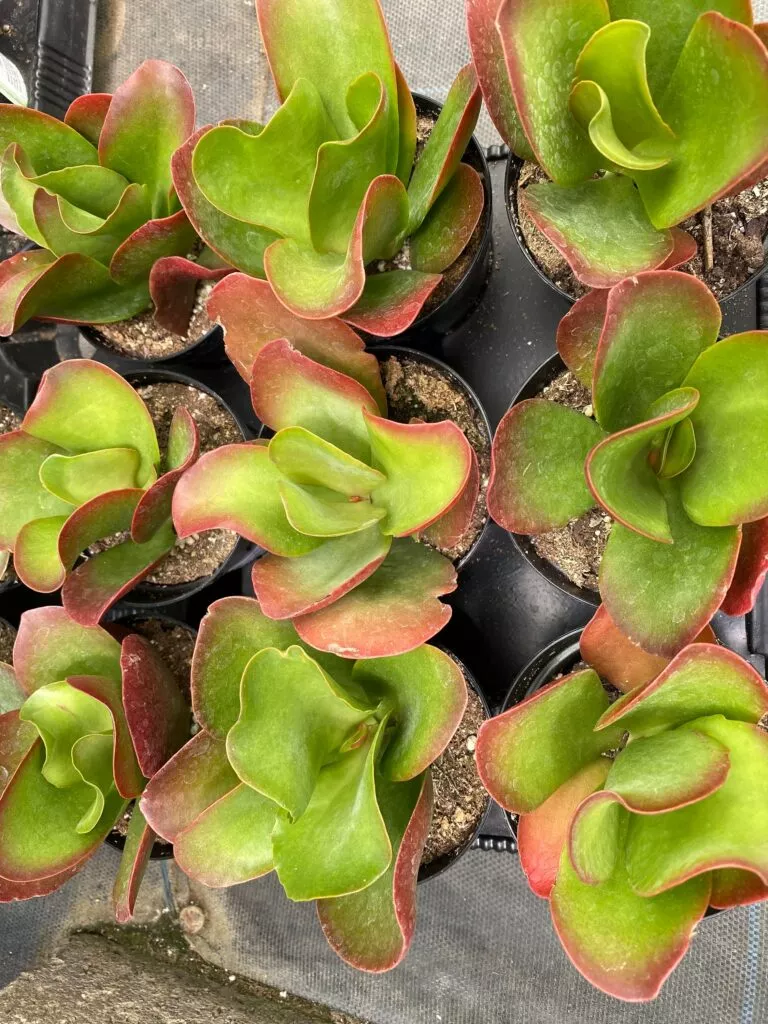 Medium Kalanchoe 'Dragonfire' | Plantly