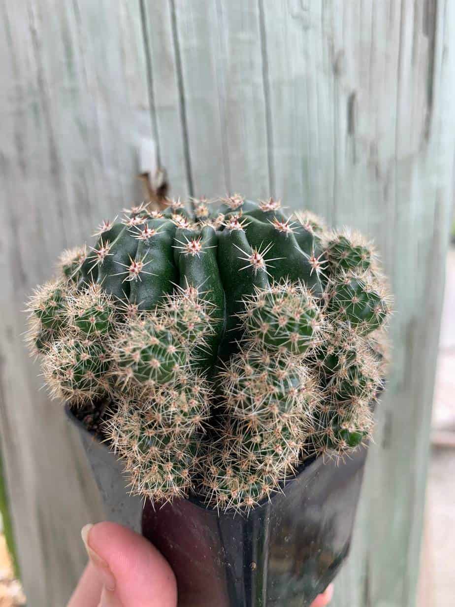 Pink Easter Lily Cactus Echinopsis Oxygona | Plantly