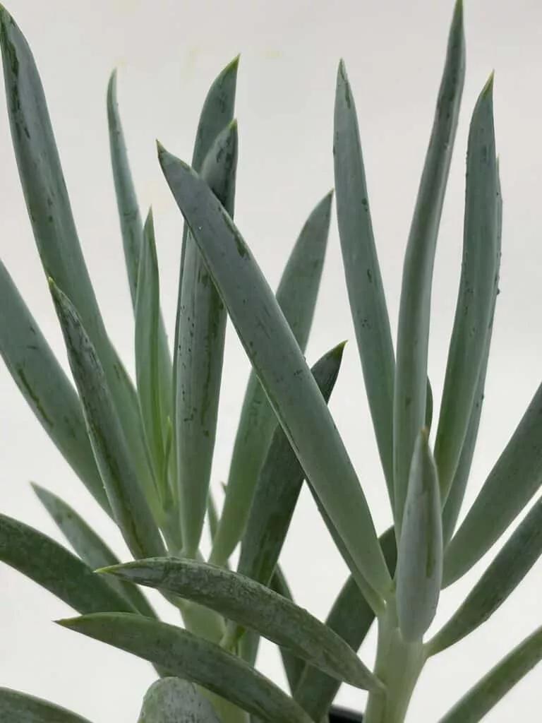 Blue Chalk Sticks / Senecio serpens / Curio repens / Blue Chalksticks ...