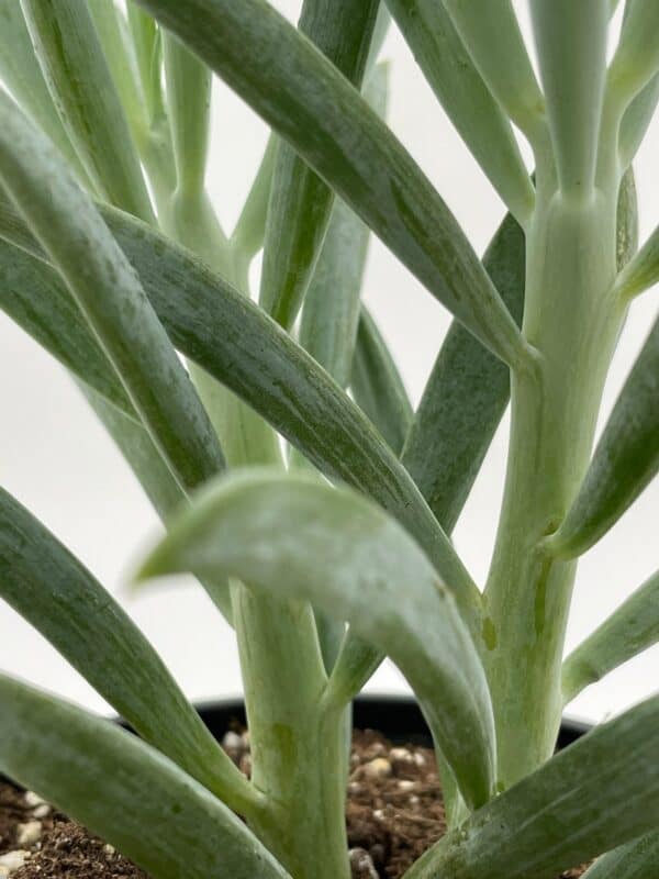 Blue Chalk Sticks / Senecio serpens / Curio repens / Blue Chalksticks ...