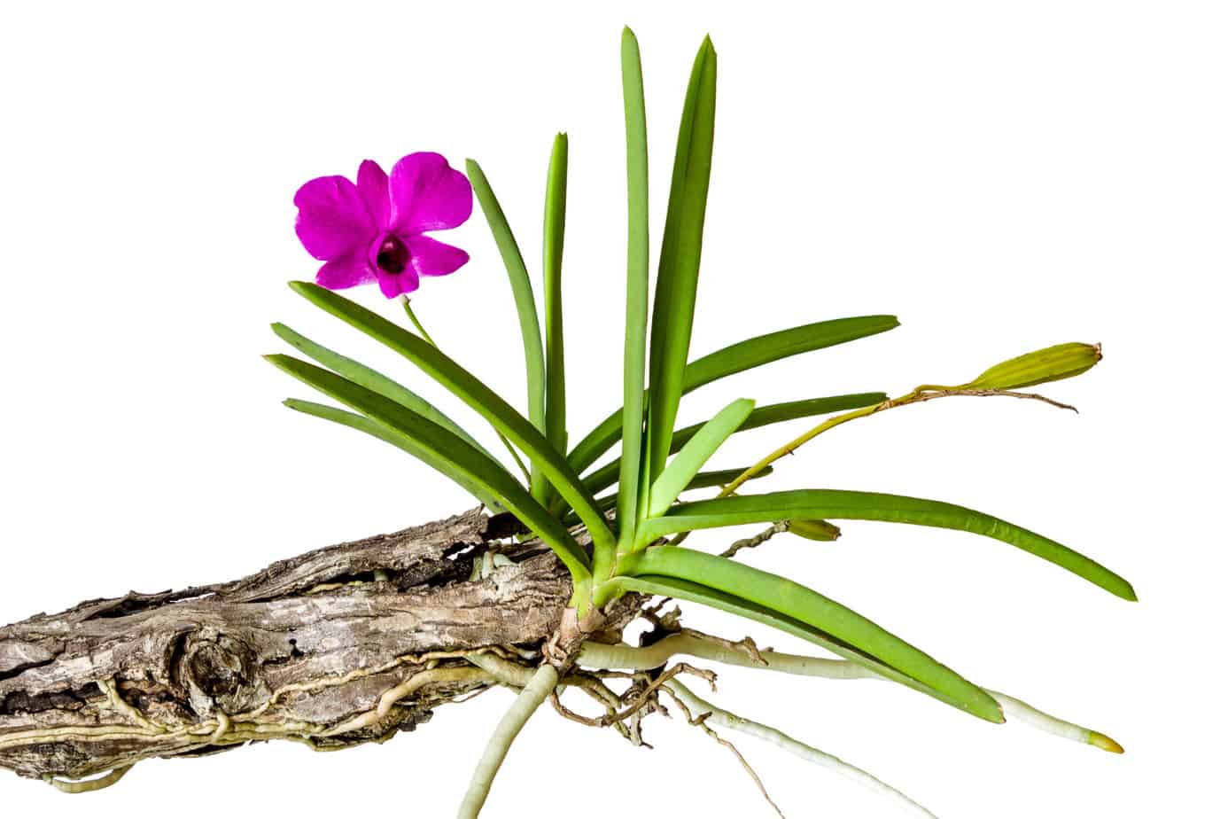 Mounting Orchids On Trees