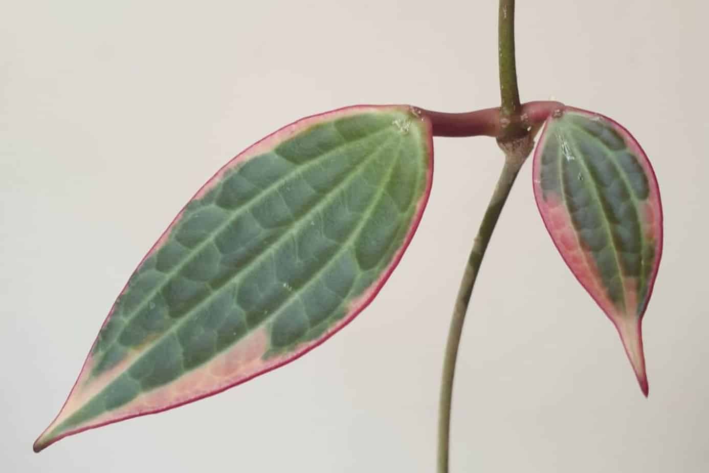 Hoya Macrophylla Variegata Plant Care