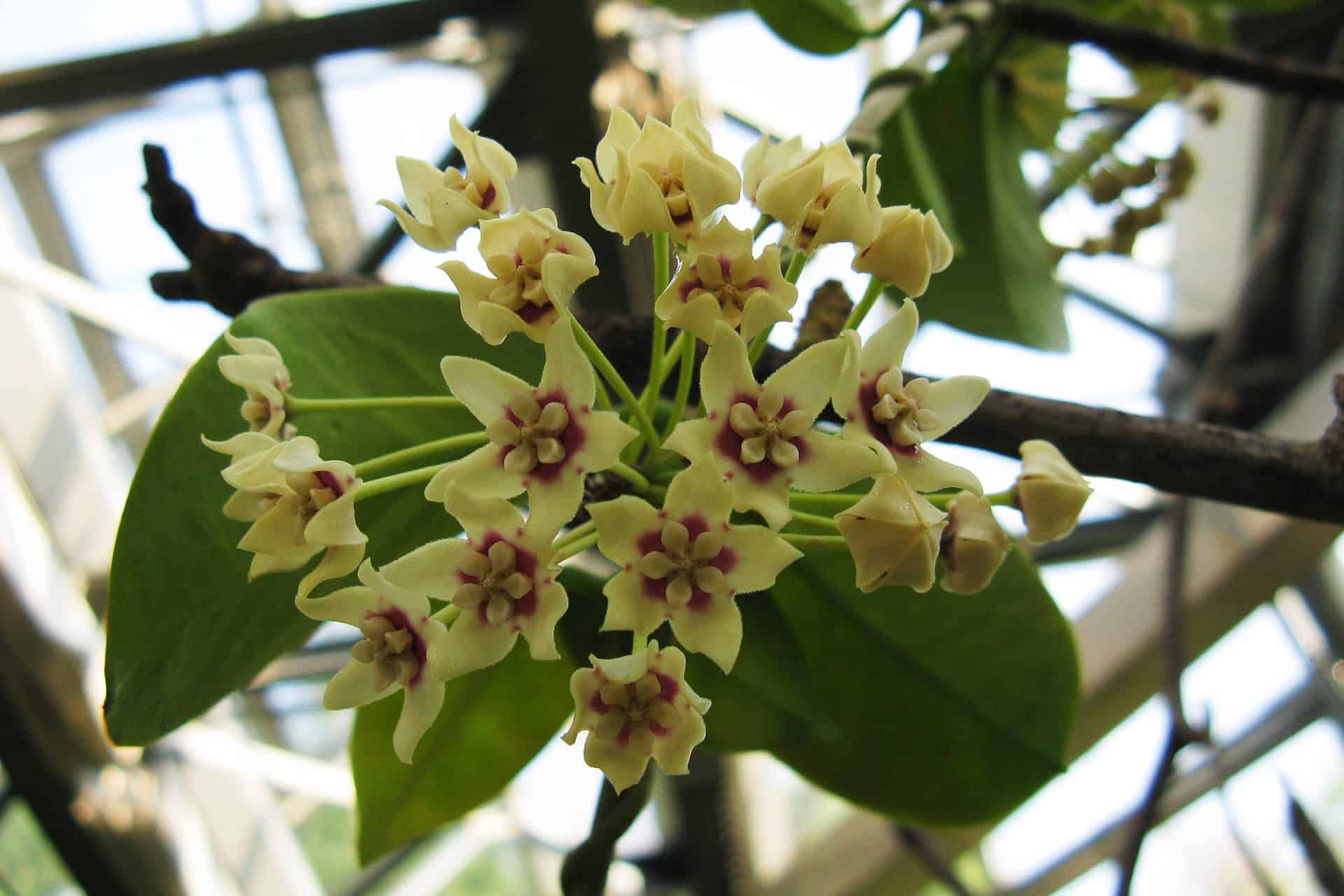 Growing Hoya Australis: A Beginner's Guide | Plantly