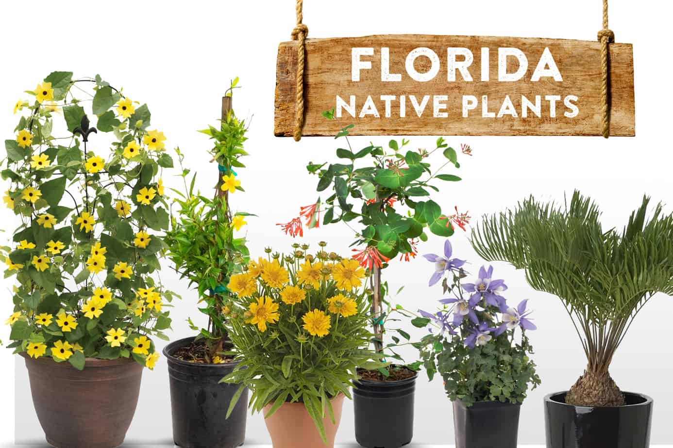 Explore The Stunning Florida Native Plants | Plantly