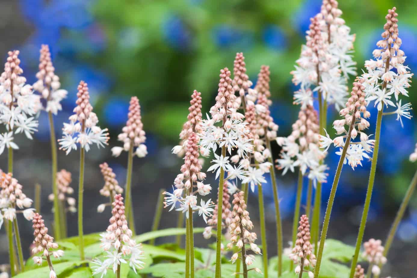 Tiarella Plant Care & Growing Guide | Plantly