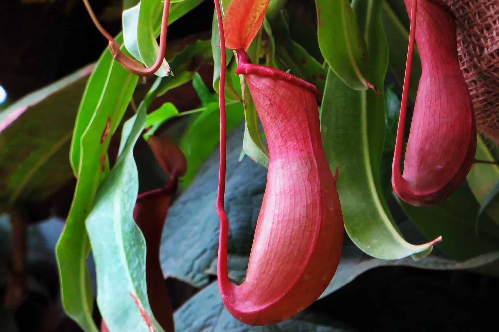 Nepenthes Alata Plant Care | Plantly