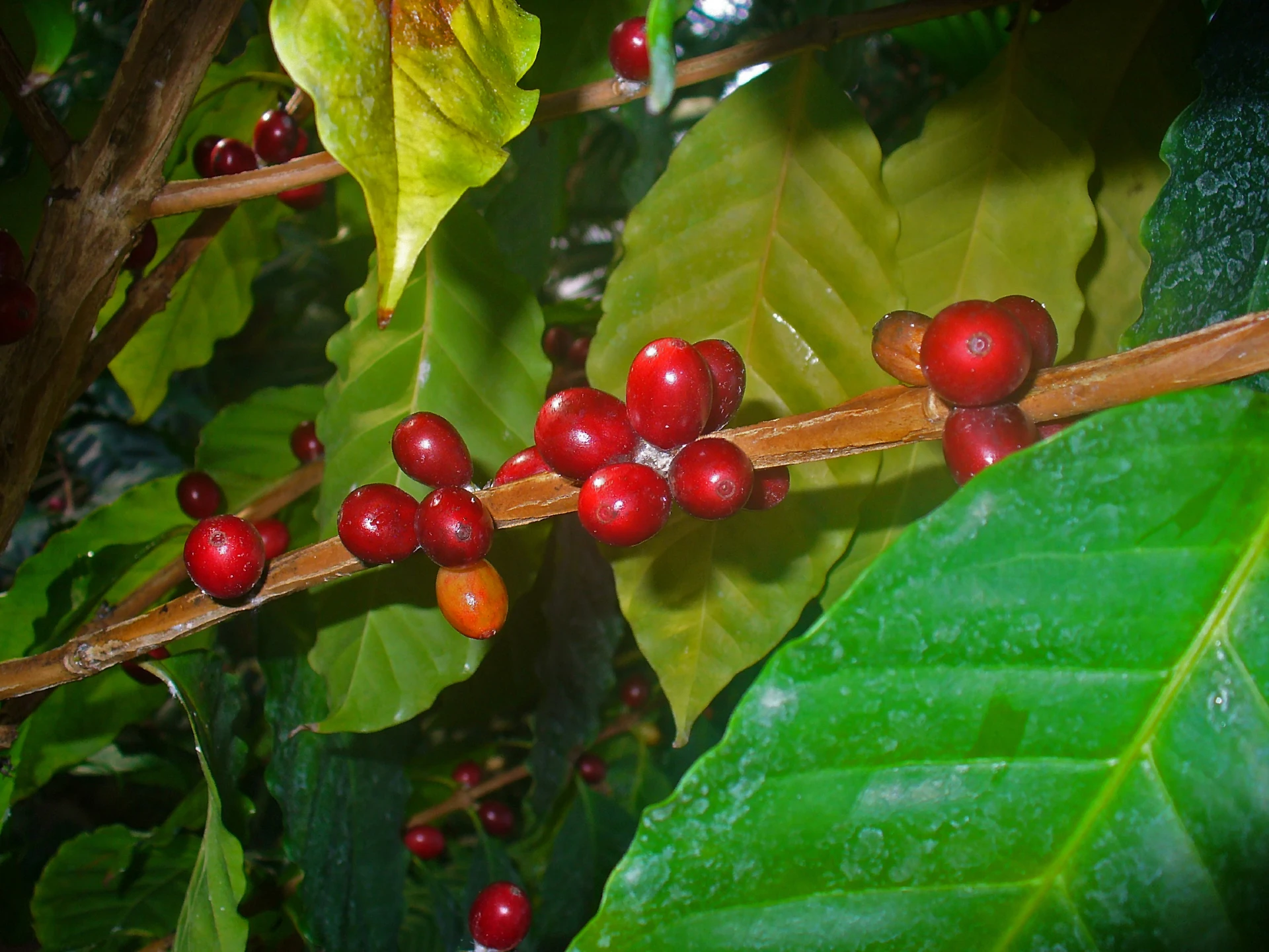 Tips And Guide on Taking Care Arabica Plant | Plantly