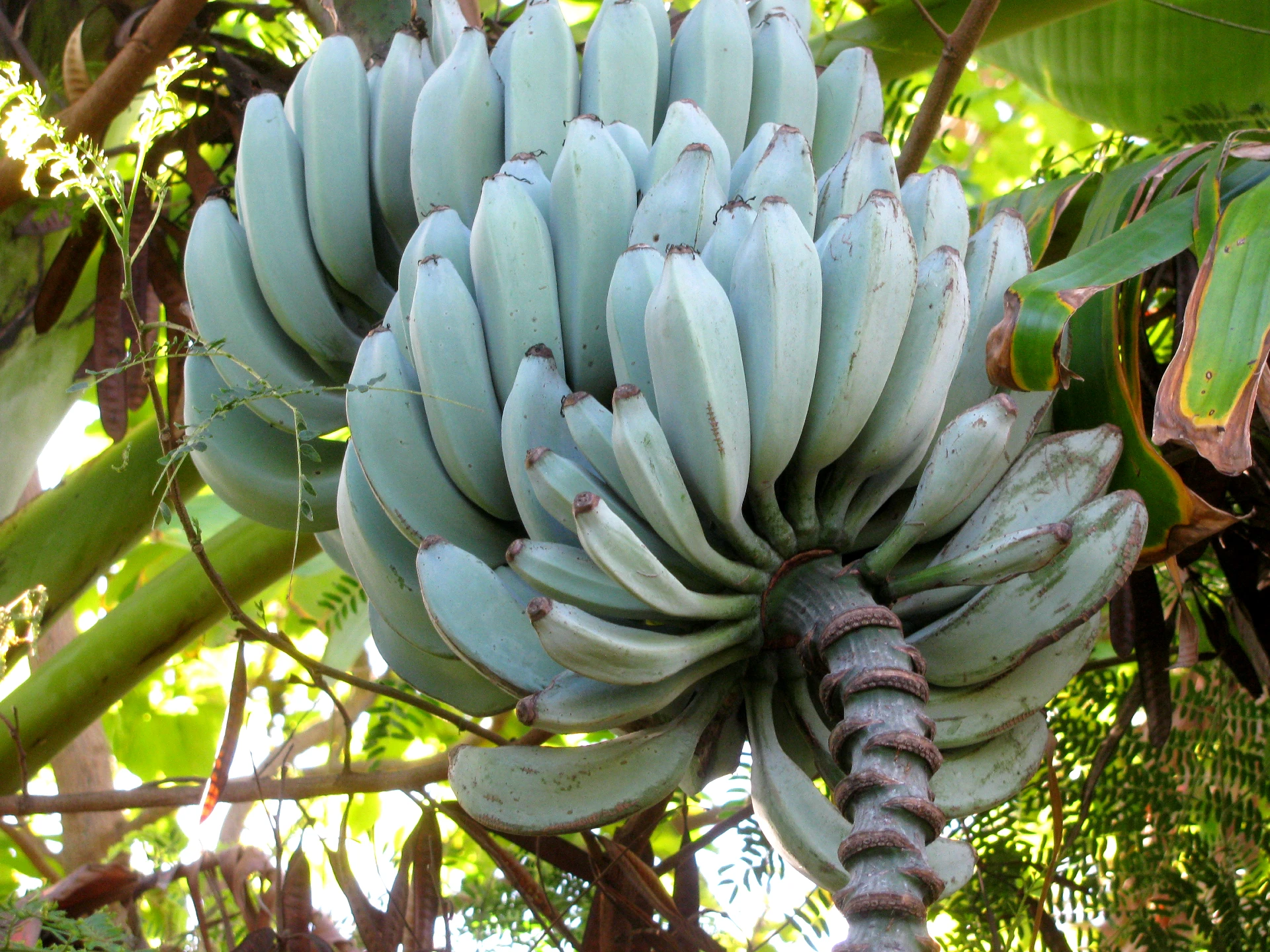 Blue Java Banana Plant Care | Plantly