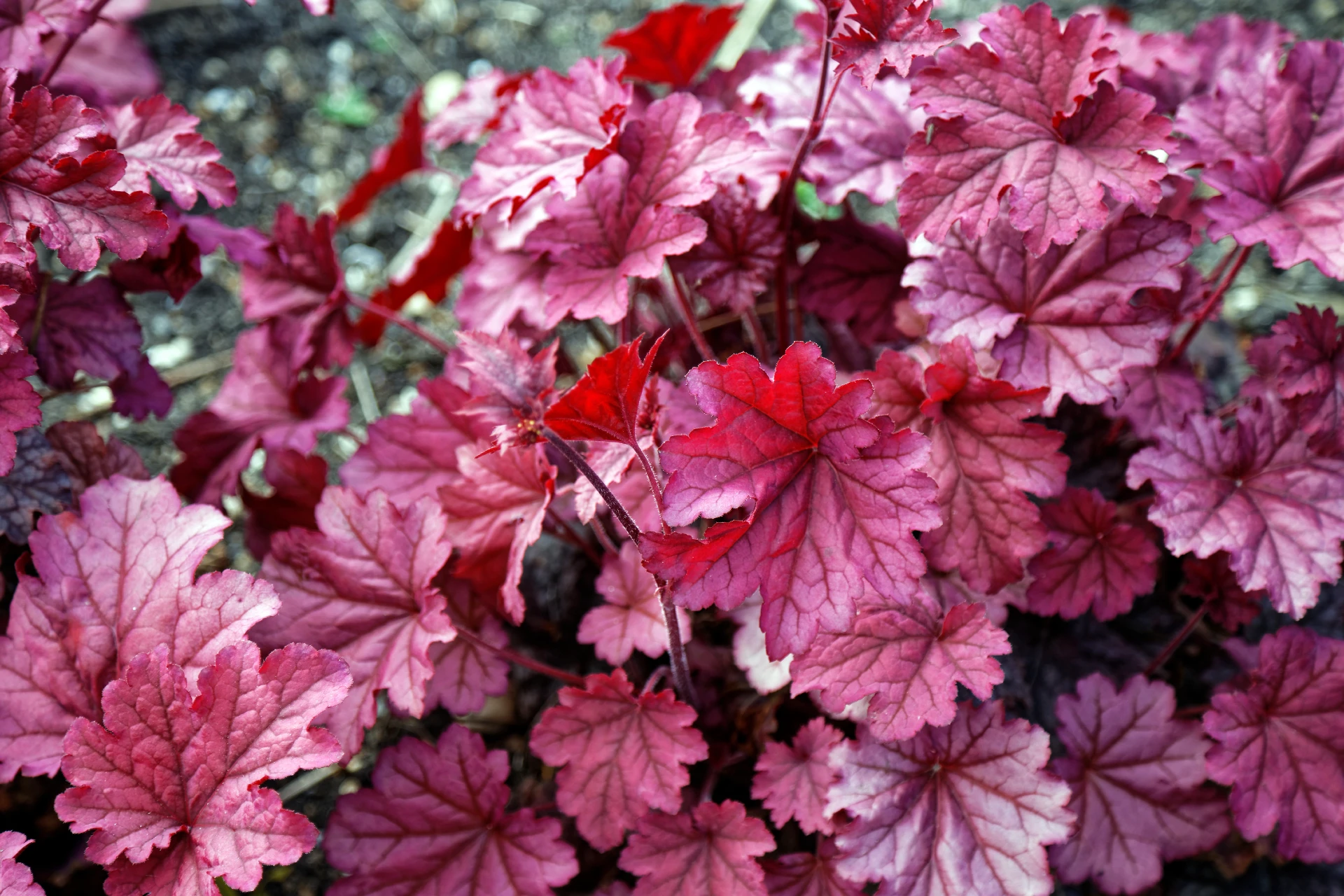 How to Grow and Care For Coral Bells Plant | Plantly