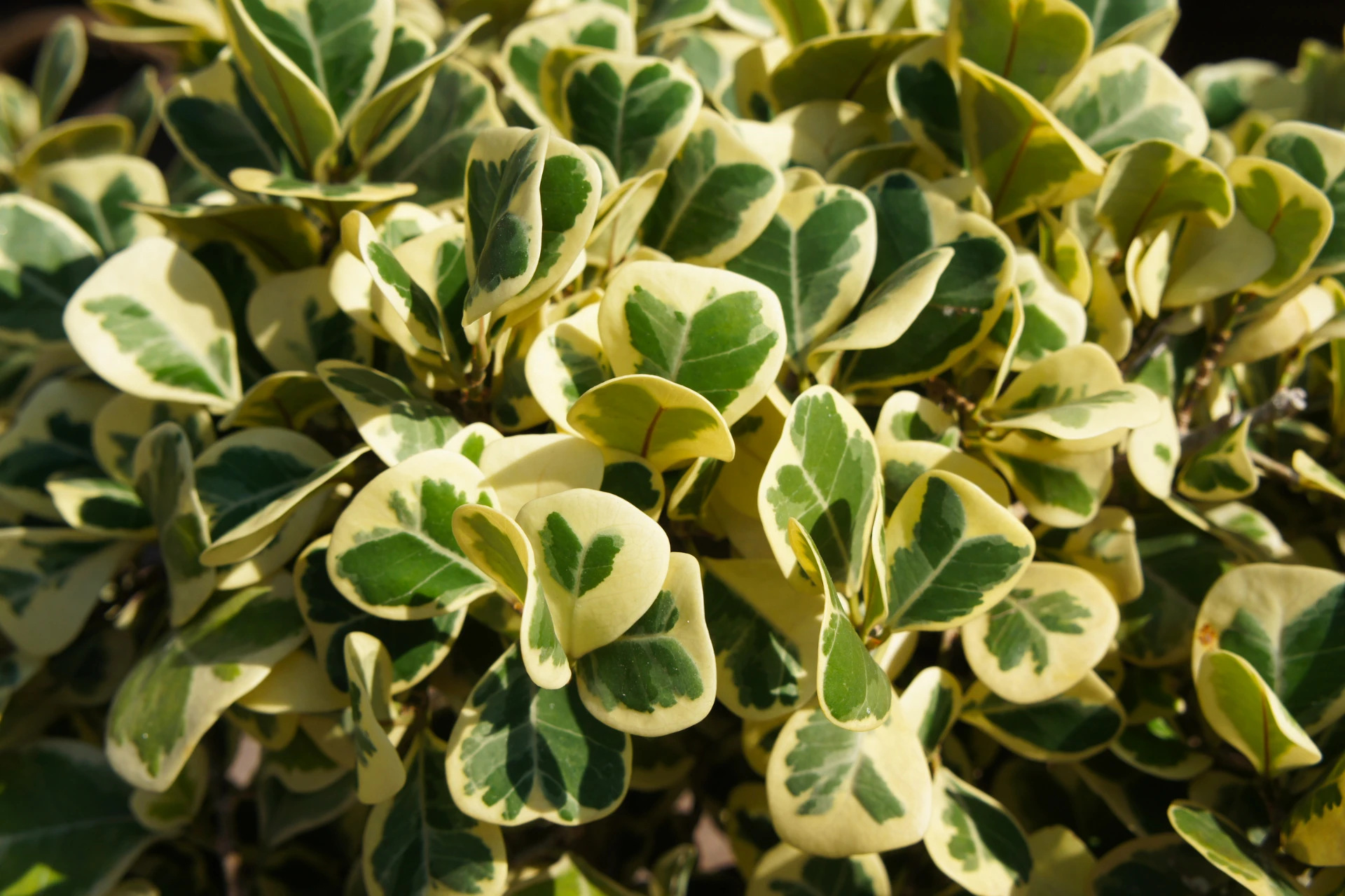 Ficus Triangularis Plant Care Guide | Plantly