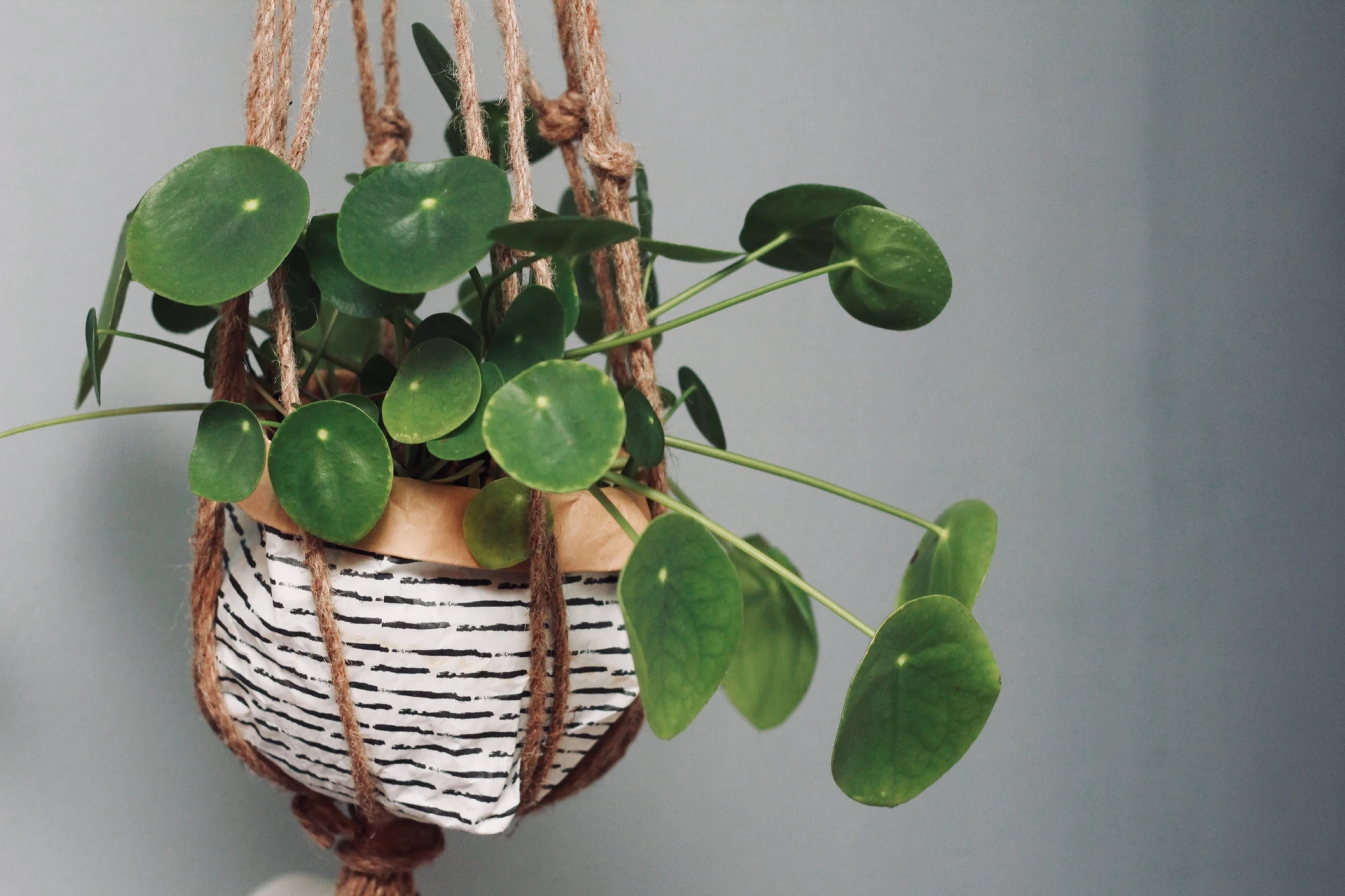 DIY Macramé Hanging Plant Patterns for Beginners | Plantly
