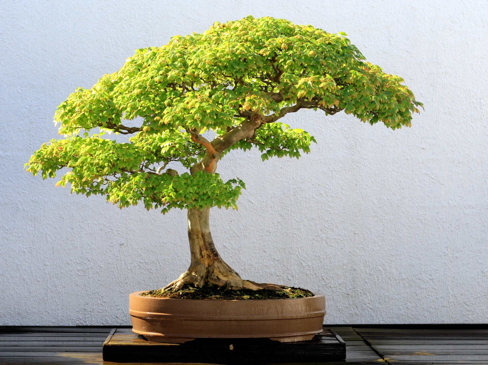 Complete Care And Grow For Trident Maple Bonsai | Plantly