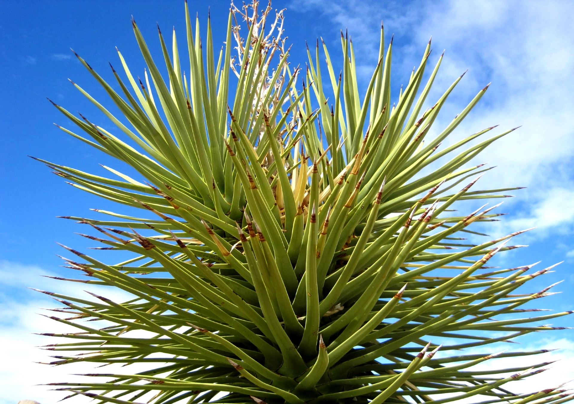 Yucca Plant Root System