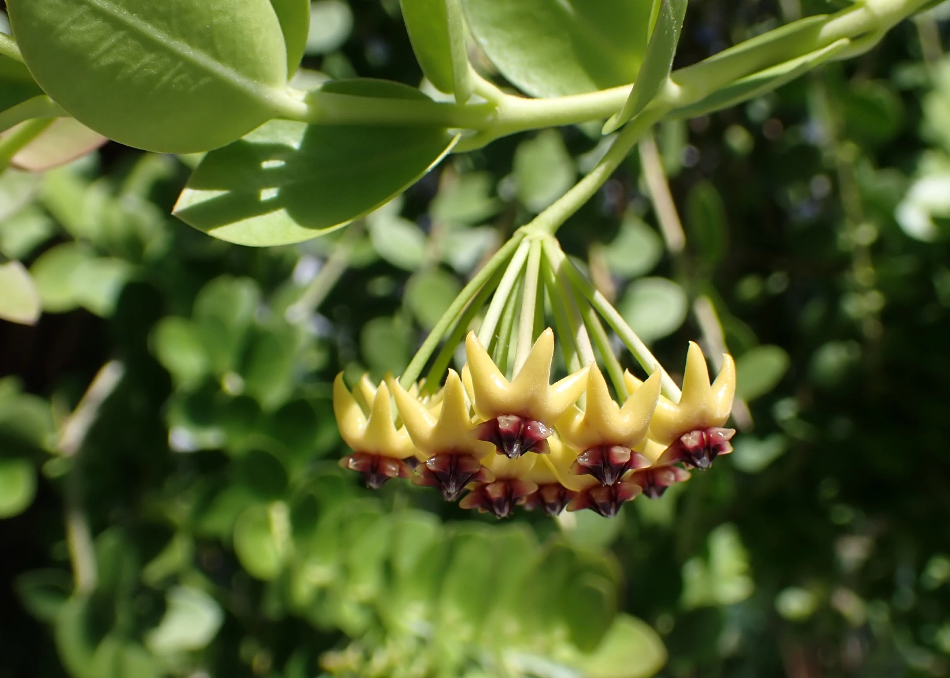 Hoya Cumingiana Plant Care Guide | Plantly