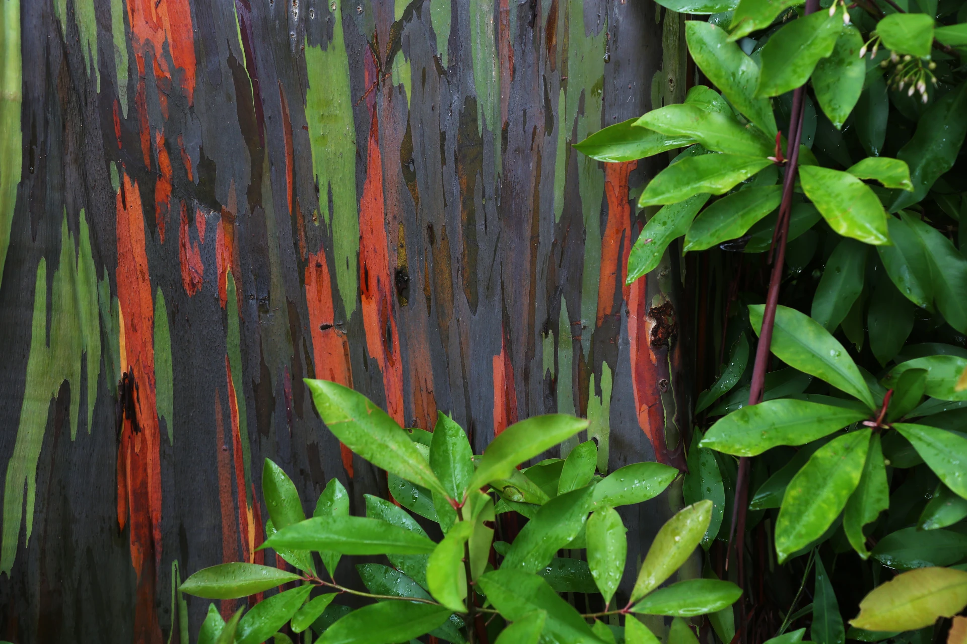 Rainbow Eucalyptus Growing Zones