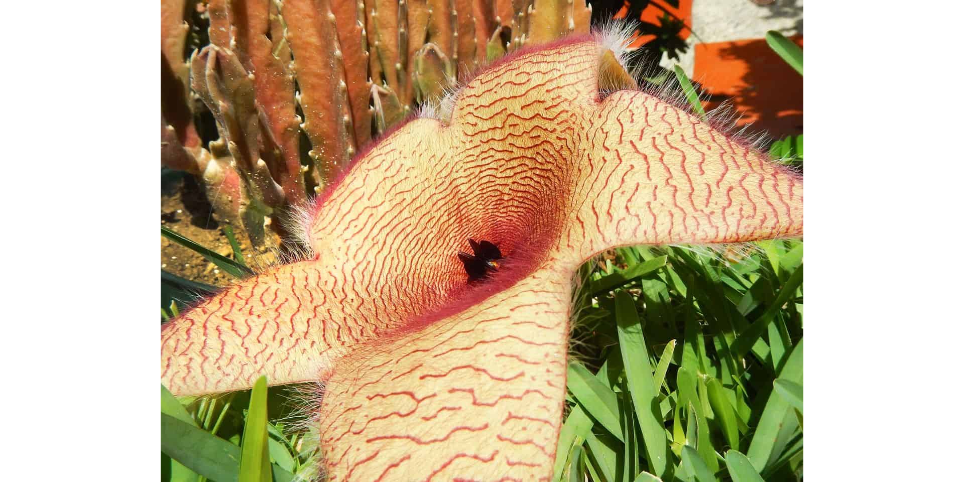 Expert Tips To Care Stapelia Plant | Plantly