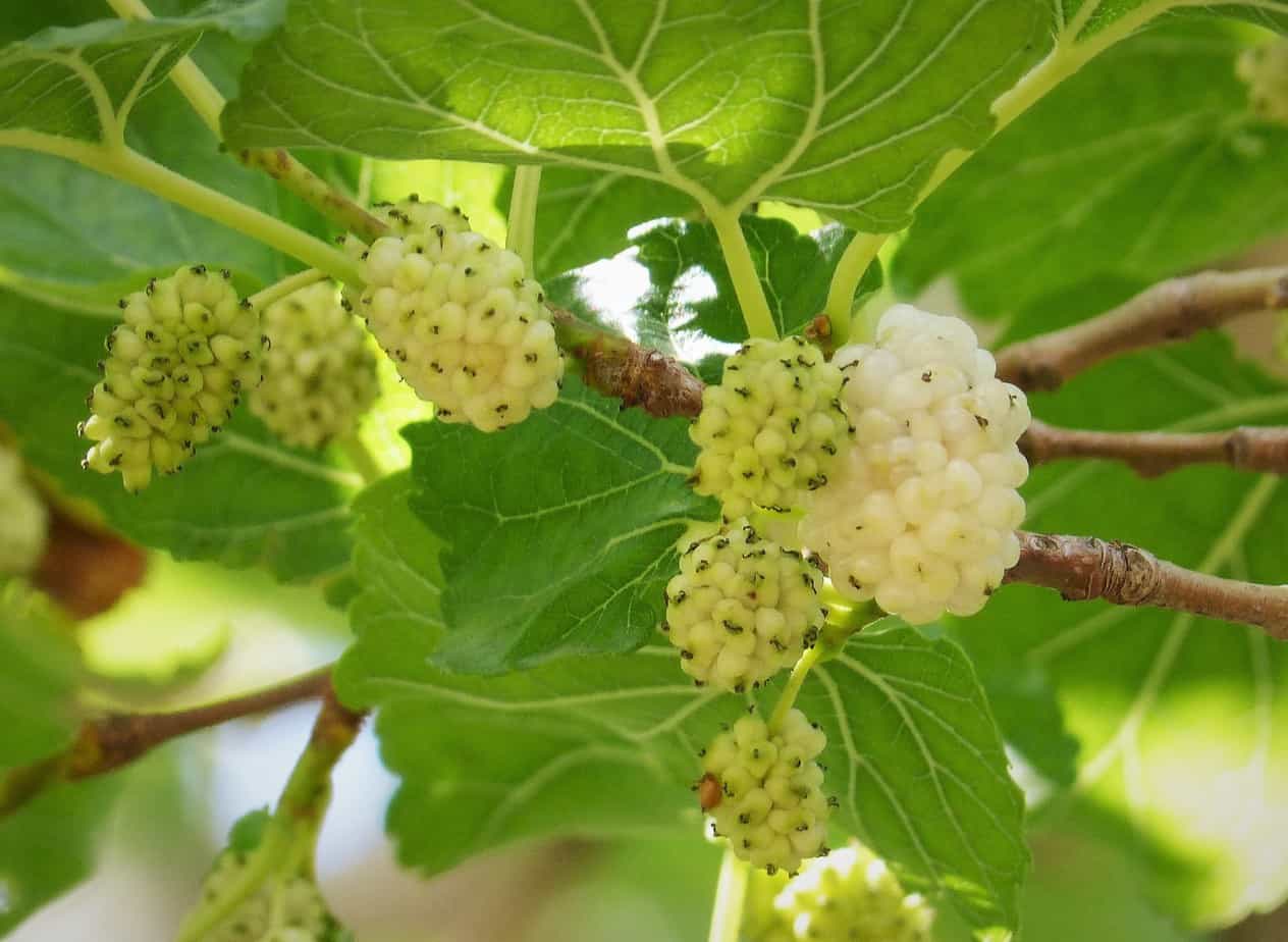 Morus Alba Plant Care & Growing Guide | Plantly