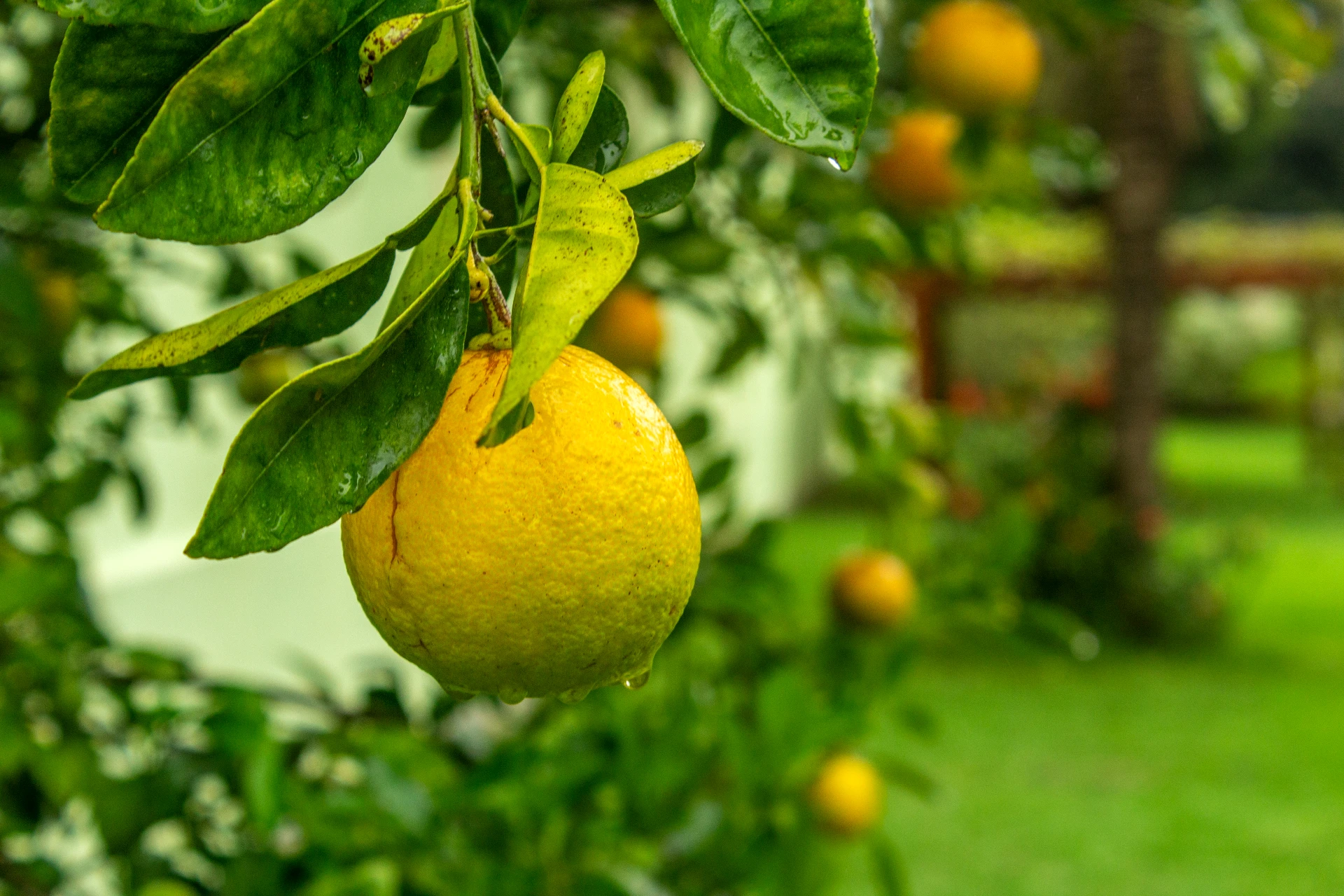 How to Grow and Care for a Dwarf Lemon Tree | Plantly
