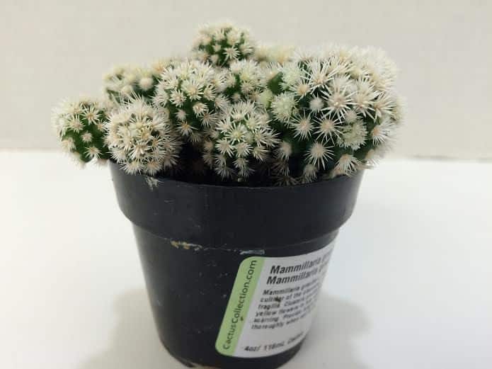 Small Arizona Snowcap | hybrid of Thimble Cactus with dense, white ...