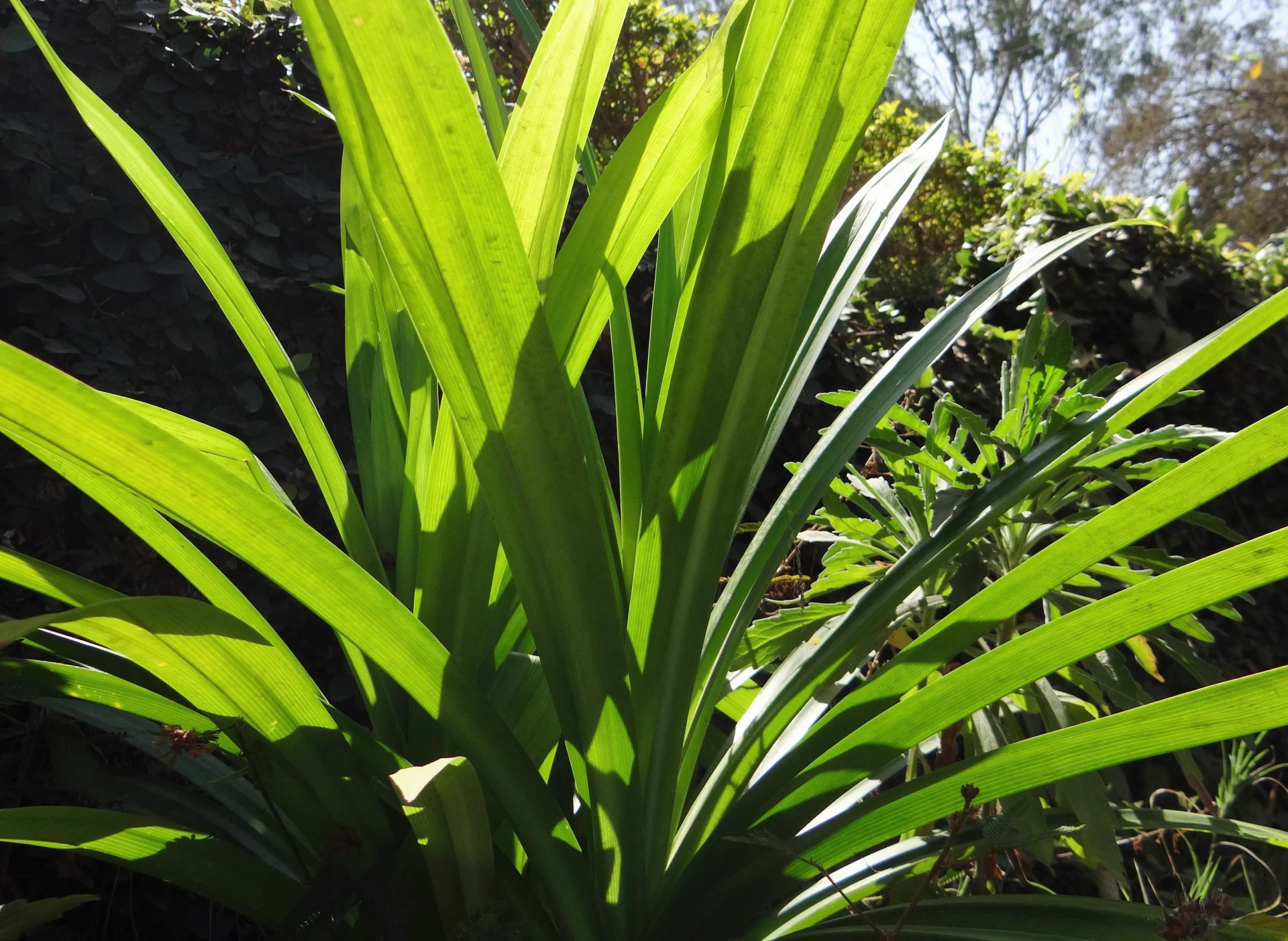 Pandan Plant Care & Growing Guide | Plantly