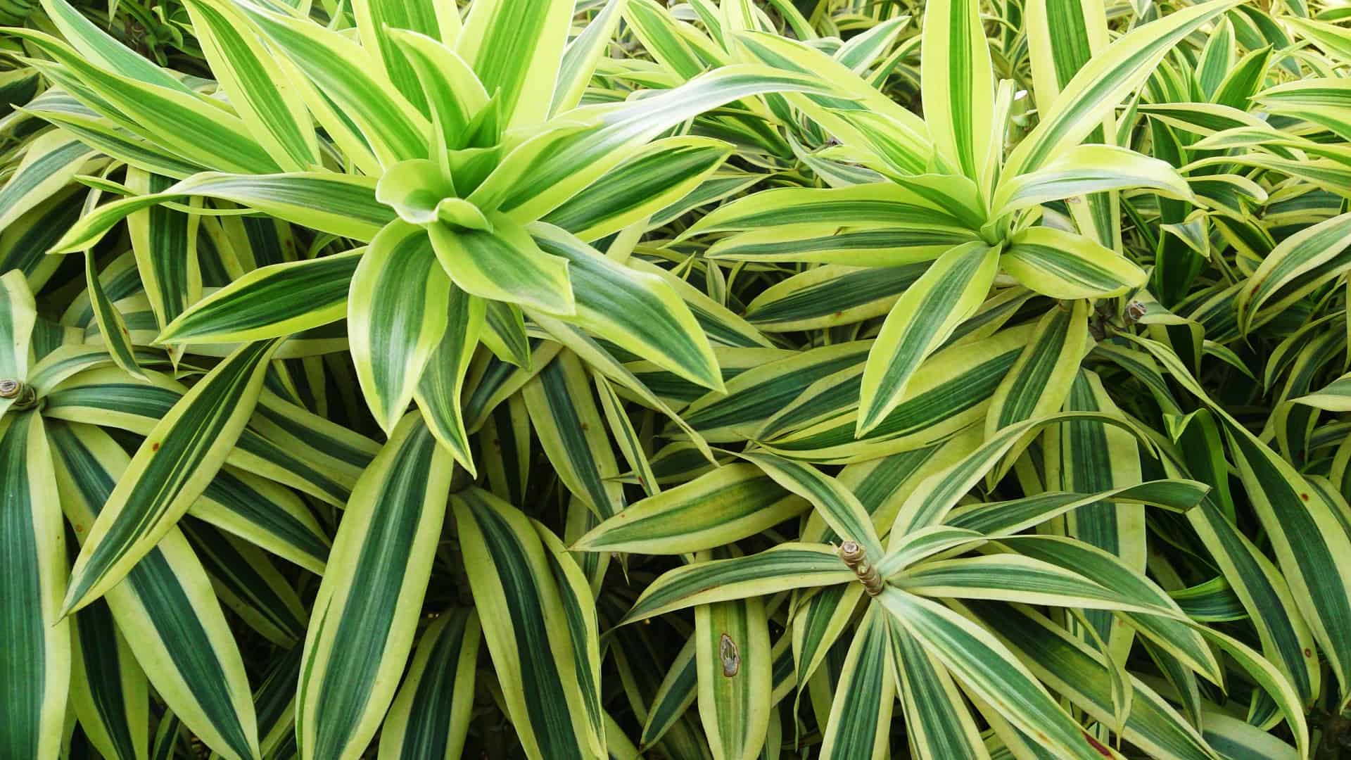 Dracaena Reflexa Plant Care & Growing Guide | Plantly